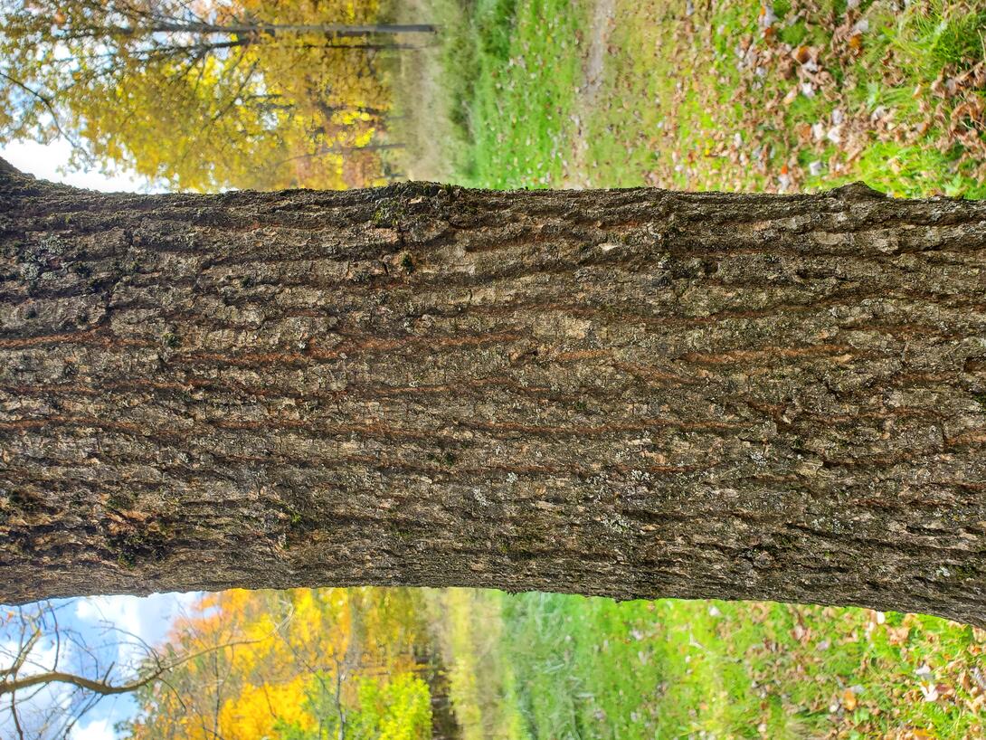 Box Elder | CMP Tree Selection Tool